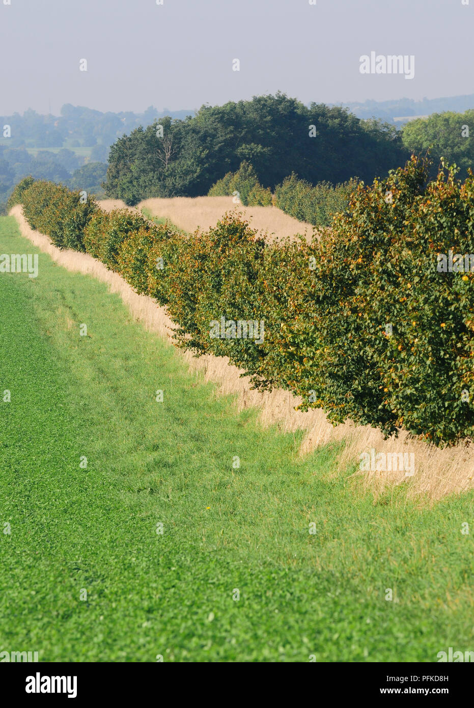 Fields bordered hi-res stock photography and images - Alamy
