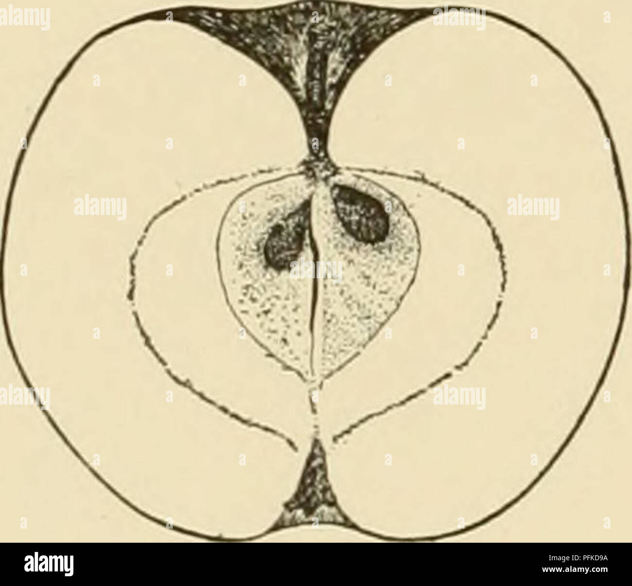 The Red Canada Rhode Island Greening apple variety is a large, vigorous ...