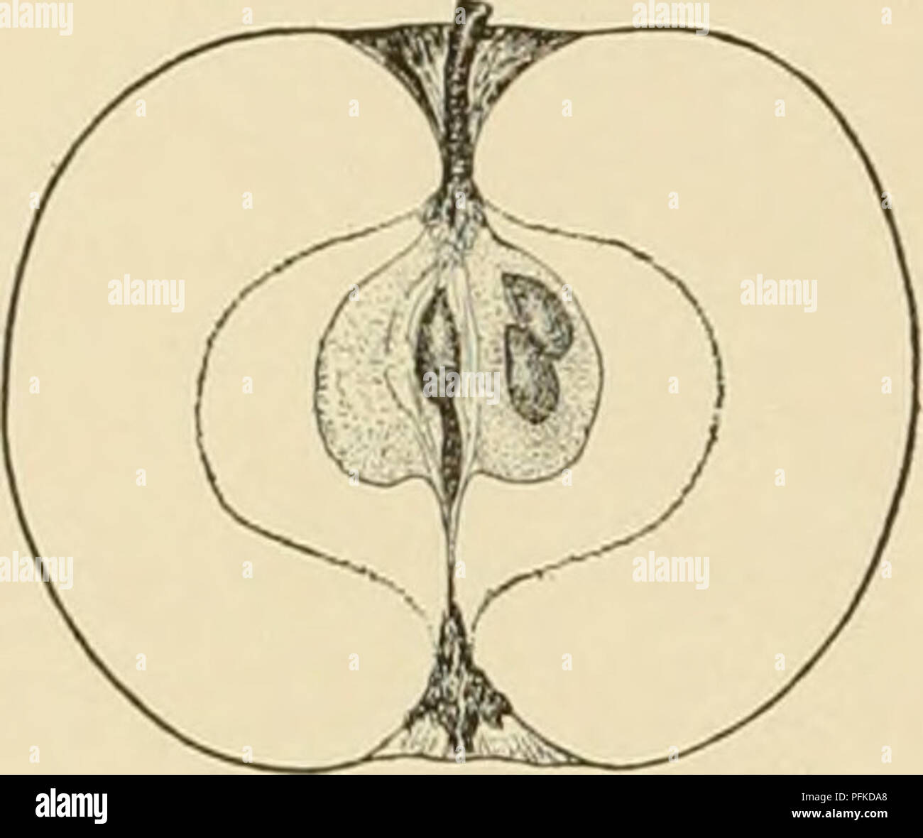 The Cyclopedia of Hardy Fruits provides detailed descriptions of the ...