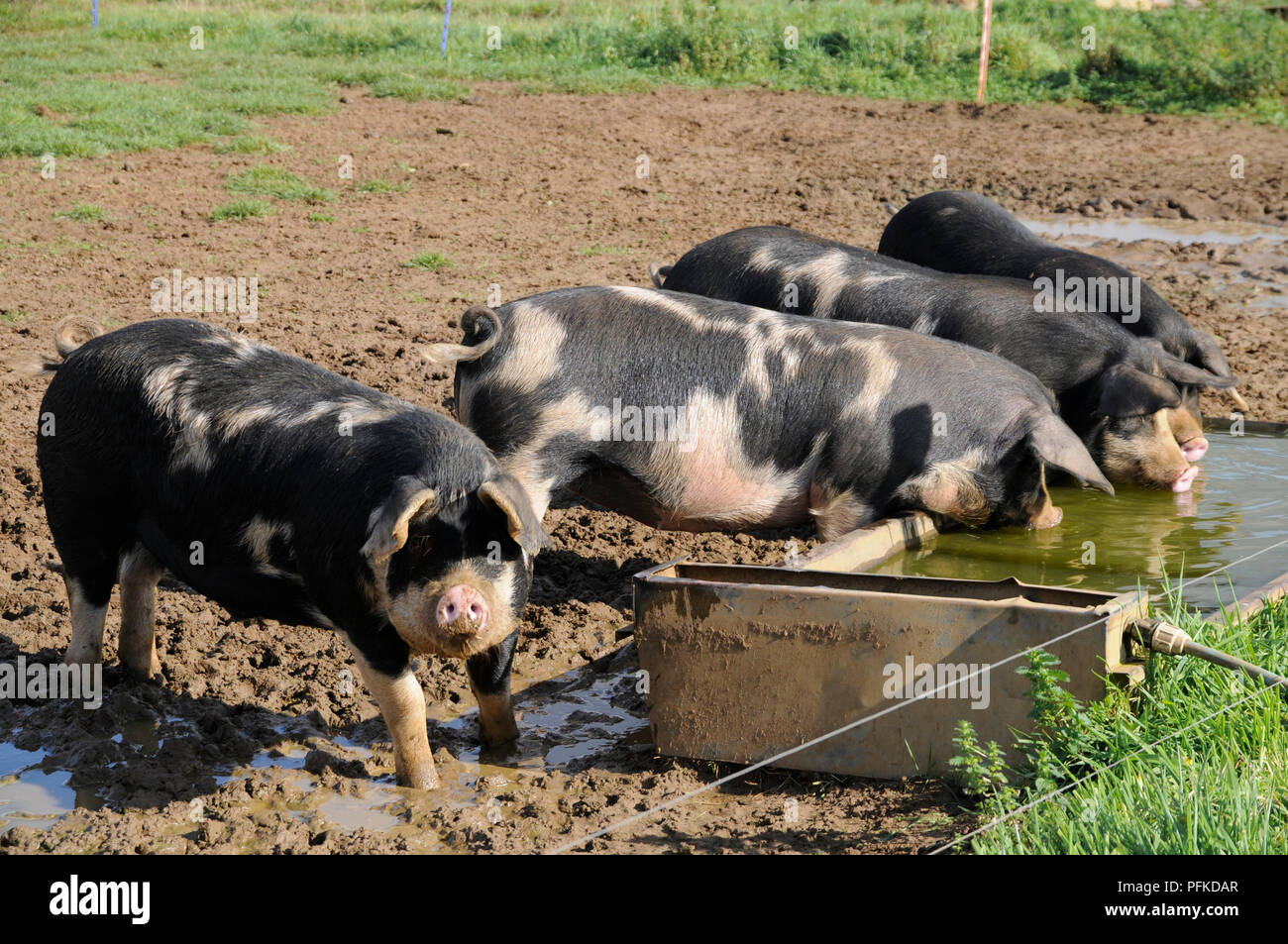 Crossbred pigs standing in muddy field and drinking water from trough ...
