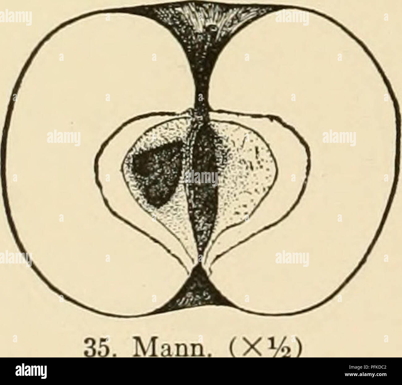 This entry focuses on the Malinda Milam apple variety, detailing its ...