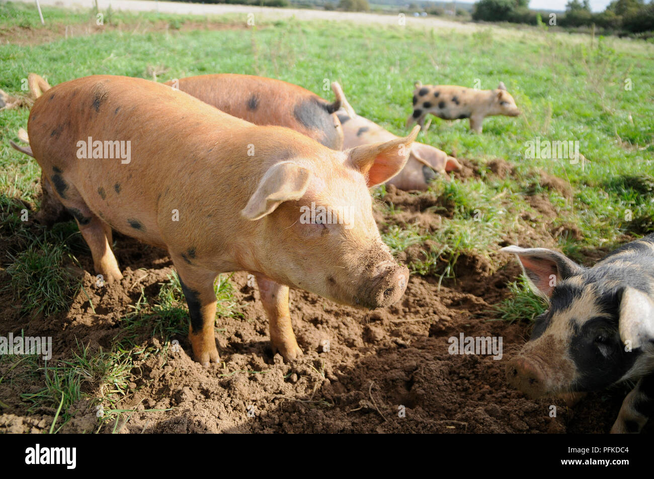 Group of spotted pigs in a field, close-up Stock Photo - Alamy
