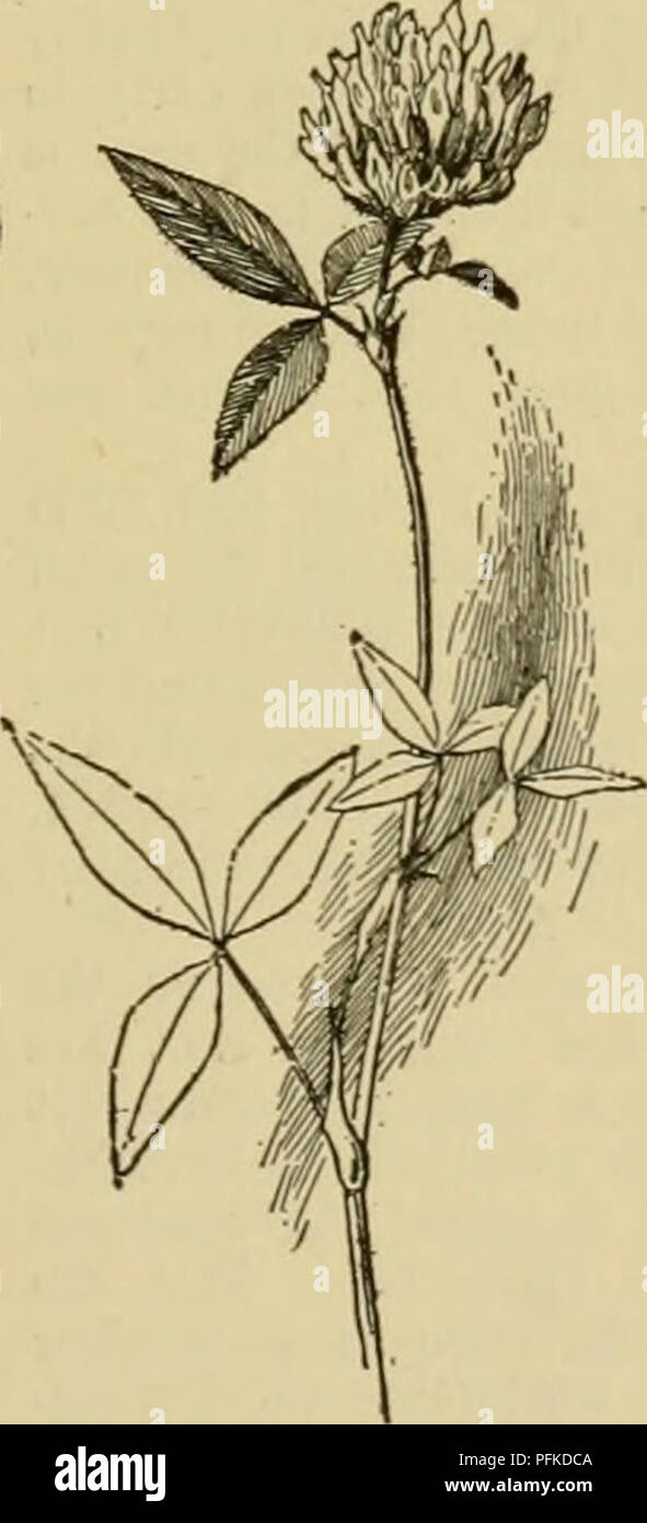 This cyclopedia provides detailed descriptions of various farm crops ...