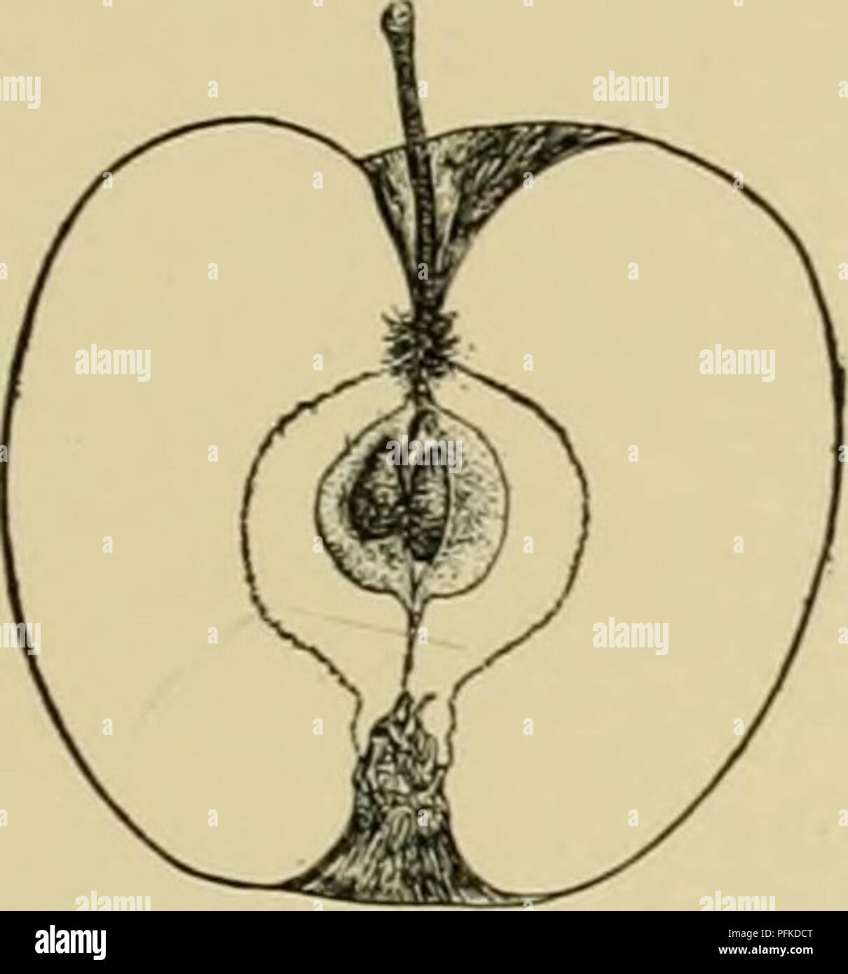 Round conical fruit hi-res stock photography and images - Alamy