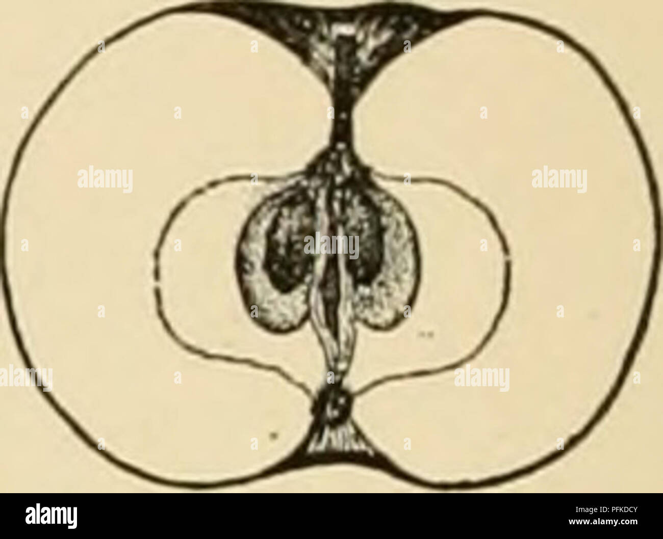Oblate shape hi-res stock photography and images - Alamy