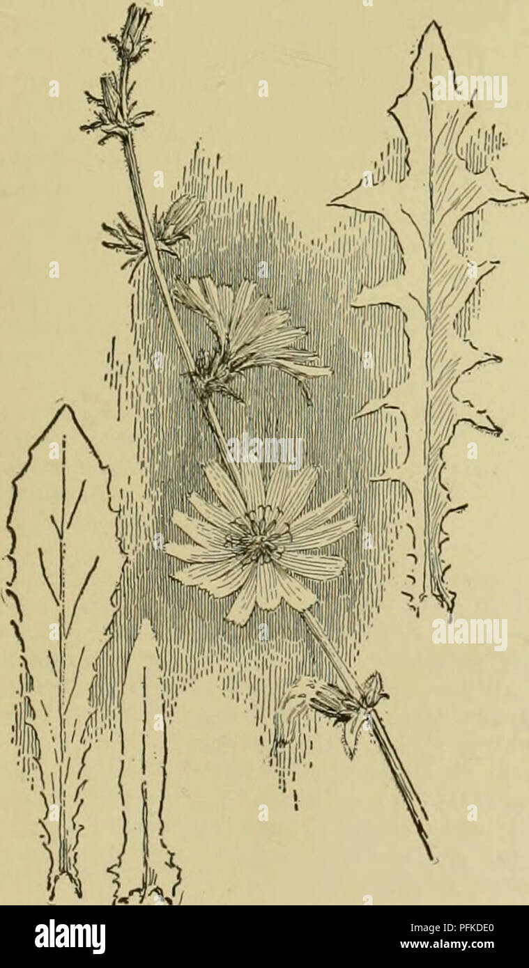 This comprehensive guide details various farm crops, including ...