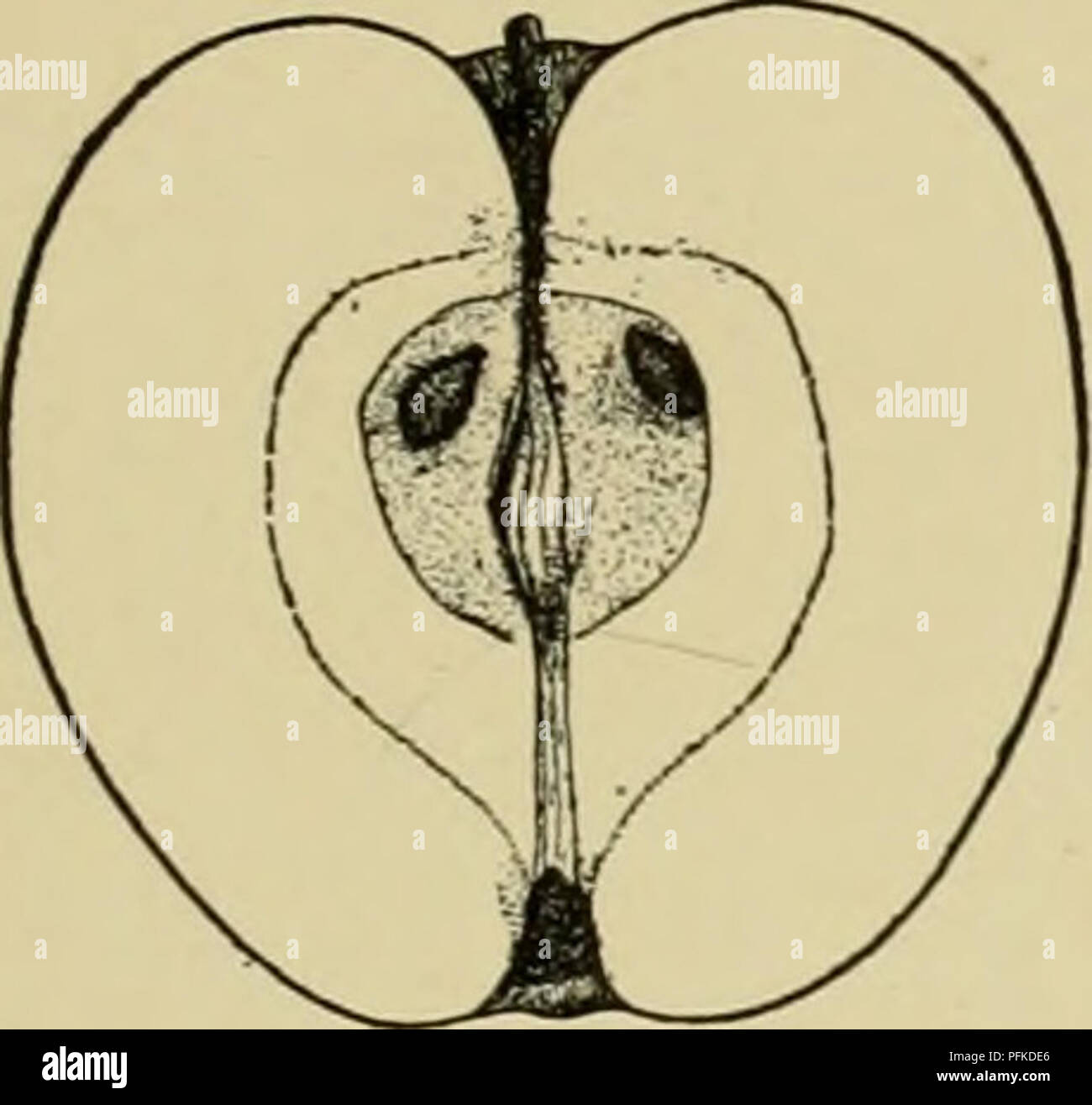 Waxy thin skin hi-res stock photography and images - Alamy