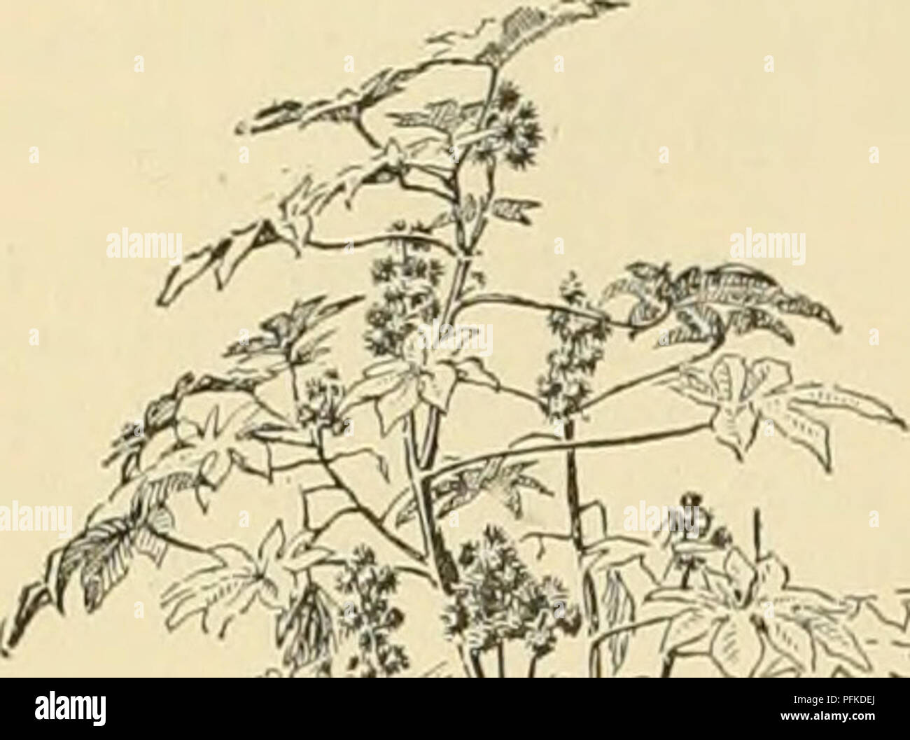 This cyclopedia covers a wide range of farm crops, offering detailed ...