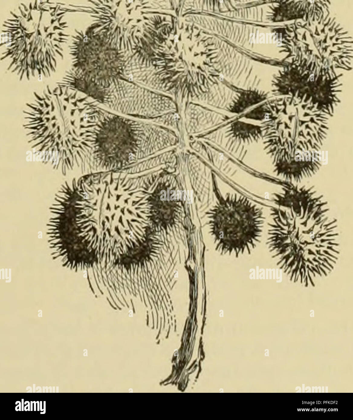 This cyclopedia includes detailed information on various farm crops ...