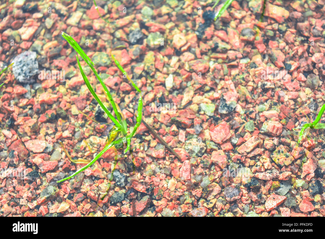 Brown texture of wet red granite Gravel. Sand and stones in water on ...
