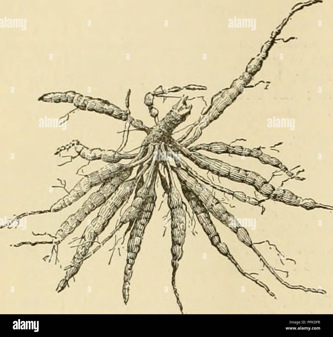 Prussic acid hi-res stock photography and images - Alamy