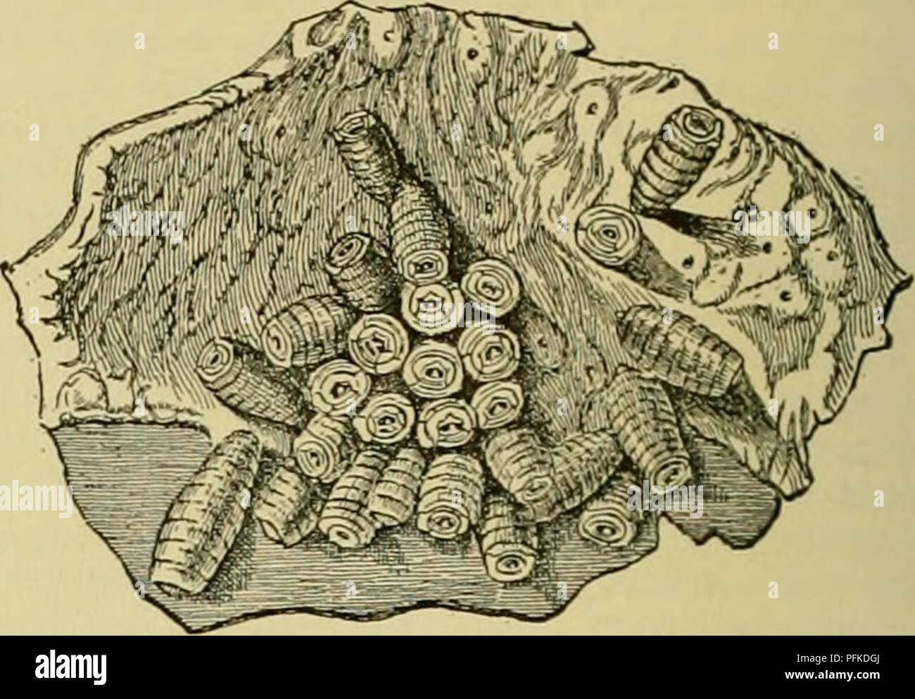 This cyclopedia provides an in-depth look at various farm animals and ...