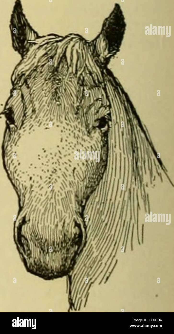 Bleed a horse hi-res stock photography and images - Alamy