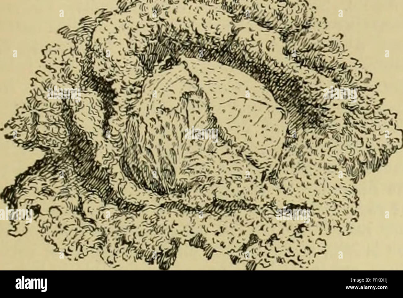 This encyclopedic work provides detailed information on farm crops ...