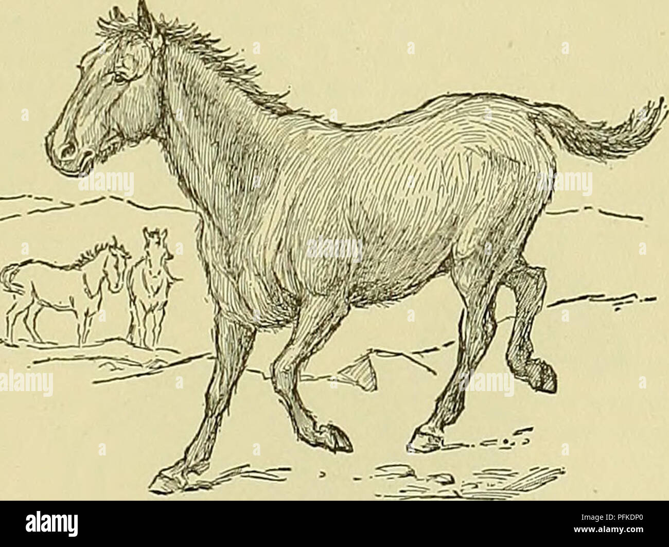 This comprehensive guide details various domestic farm animals ...