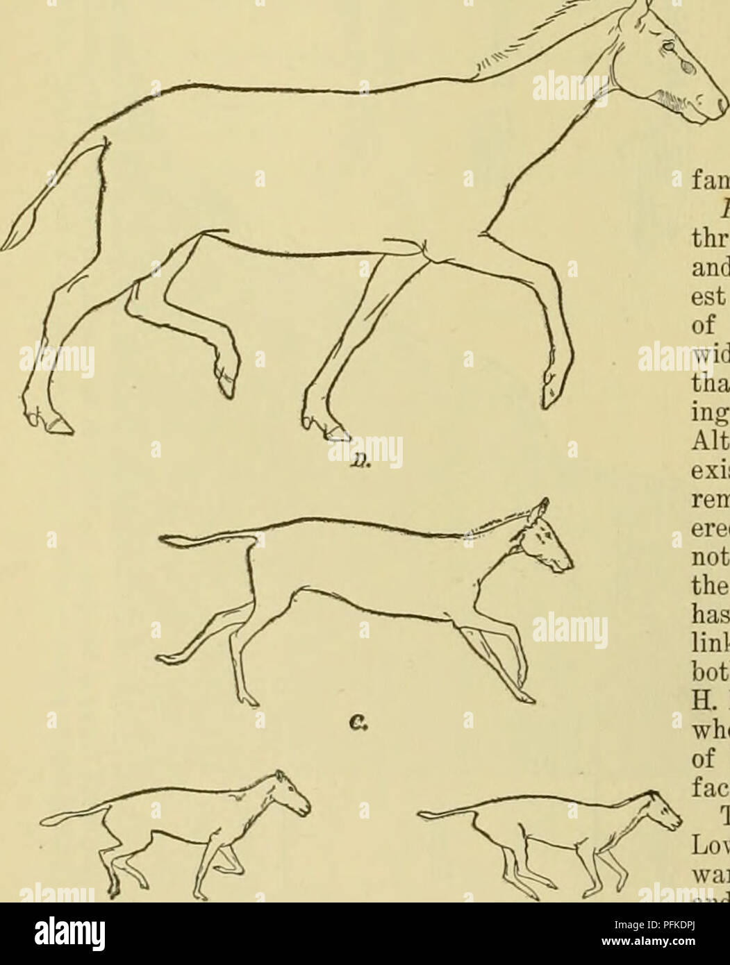. Cyclopedia of farm animals. Domestic animals; Animal products. 418 ...