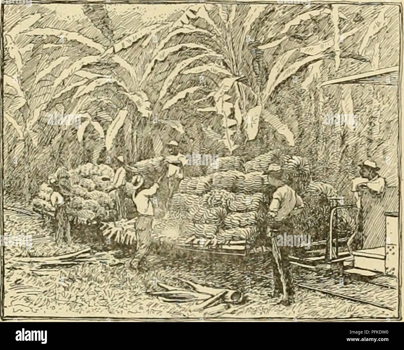 Banana Tree Base Stock Photos & Banana Tree Base Stock Images - Alamy