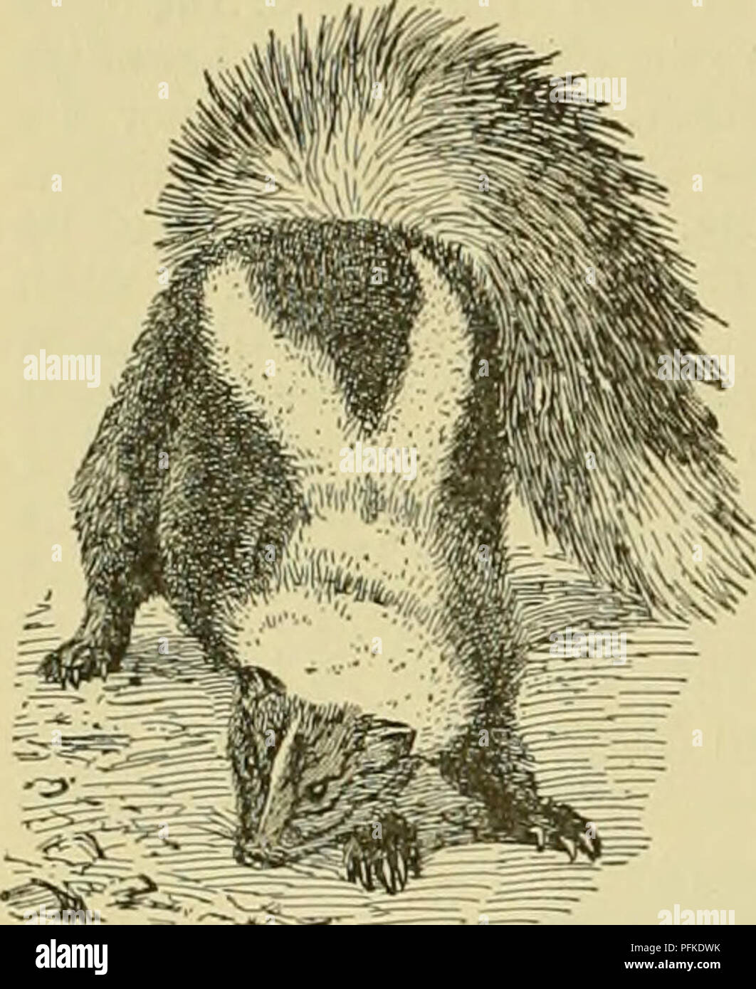 Gray skunk hi-res stock photography and images - Alamy