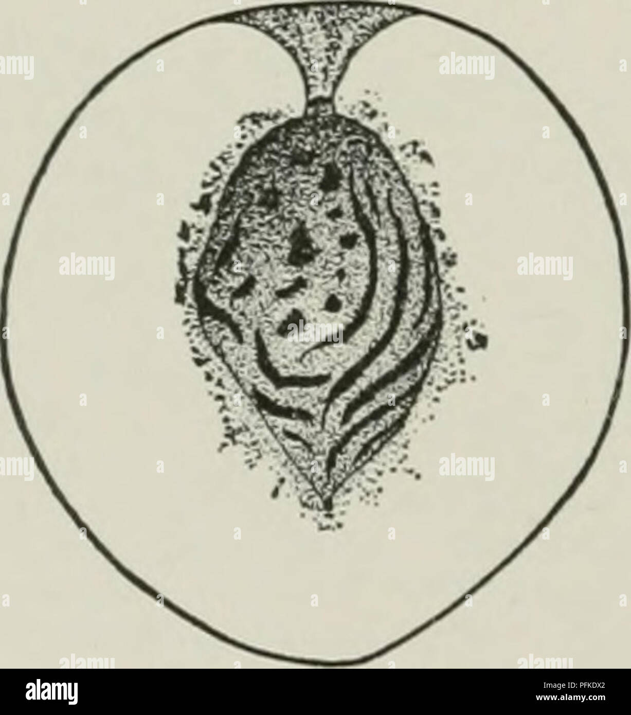 . Cyclopedia of hardy fruits. Fruit; Fruit-culture. 158 EARLY NEWINGTON ...
