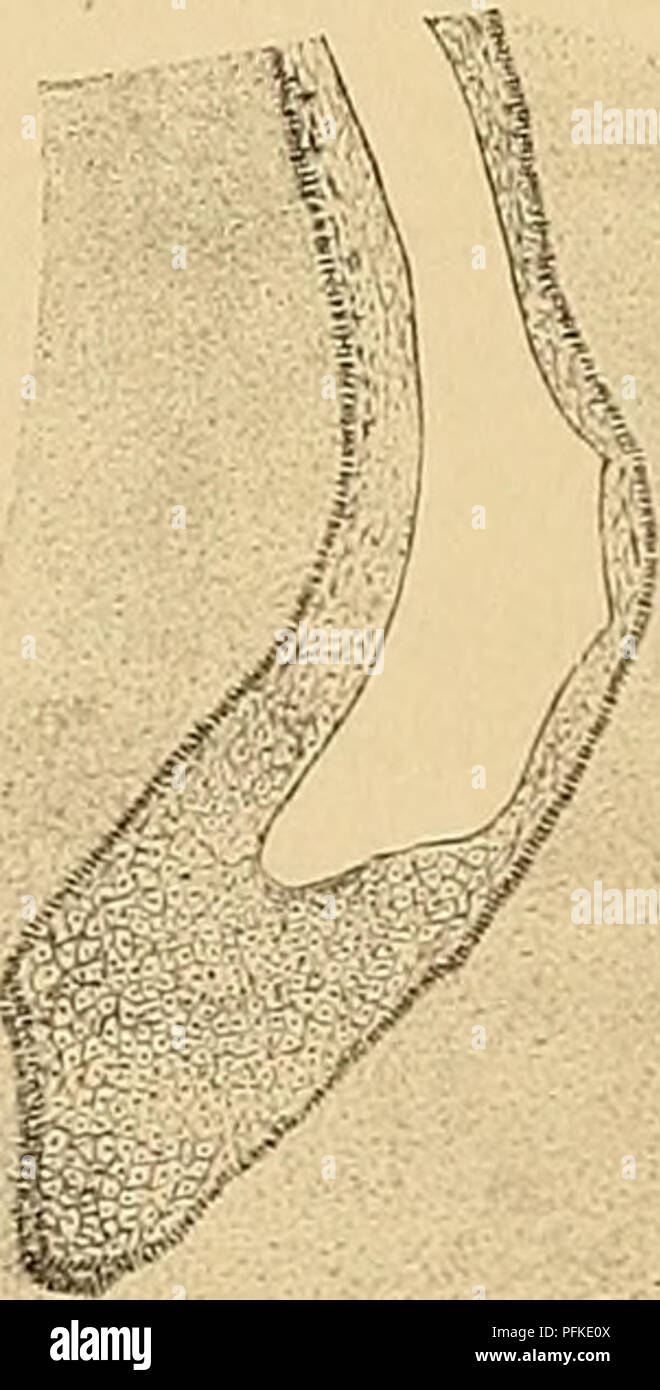 Epithelzellen hi-res stock photography and images - Alamy