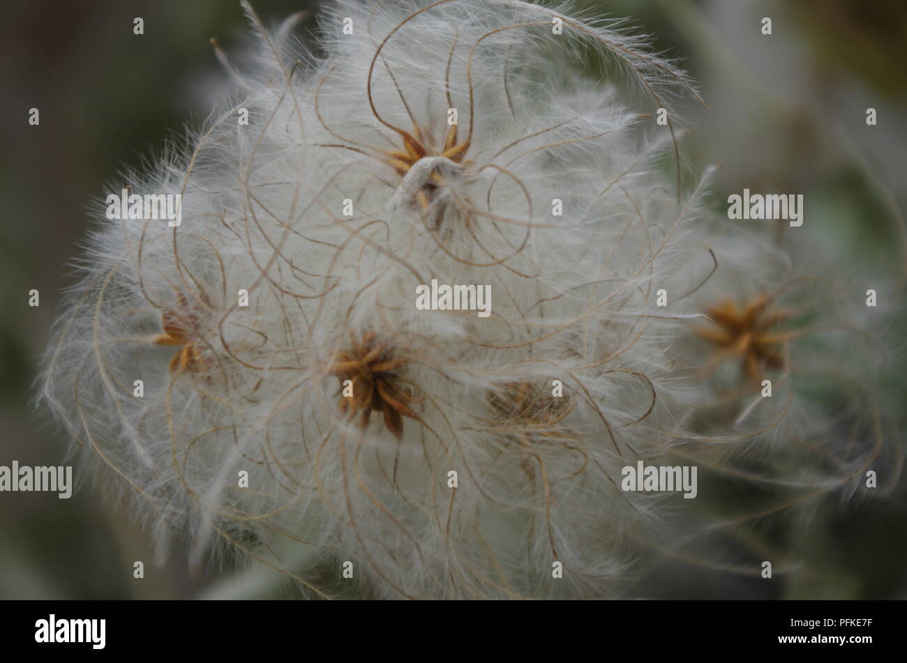Hedge Clematis seed that looks like white or grey feathers Stock Photo ...