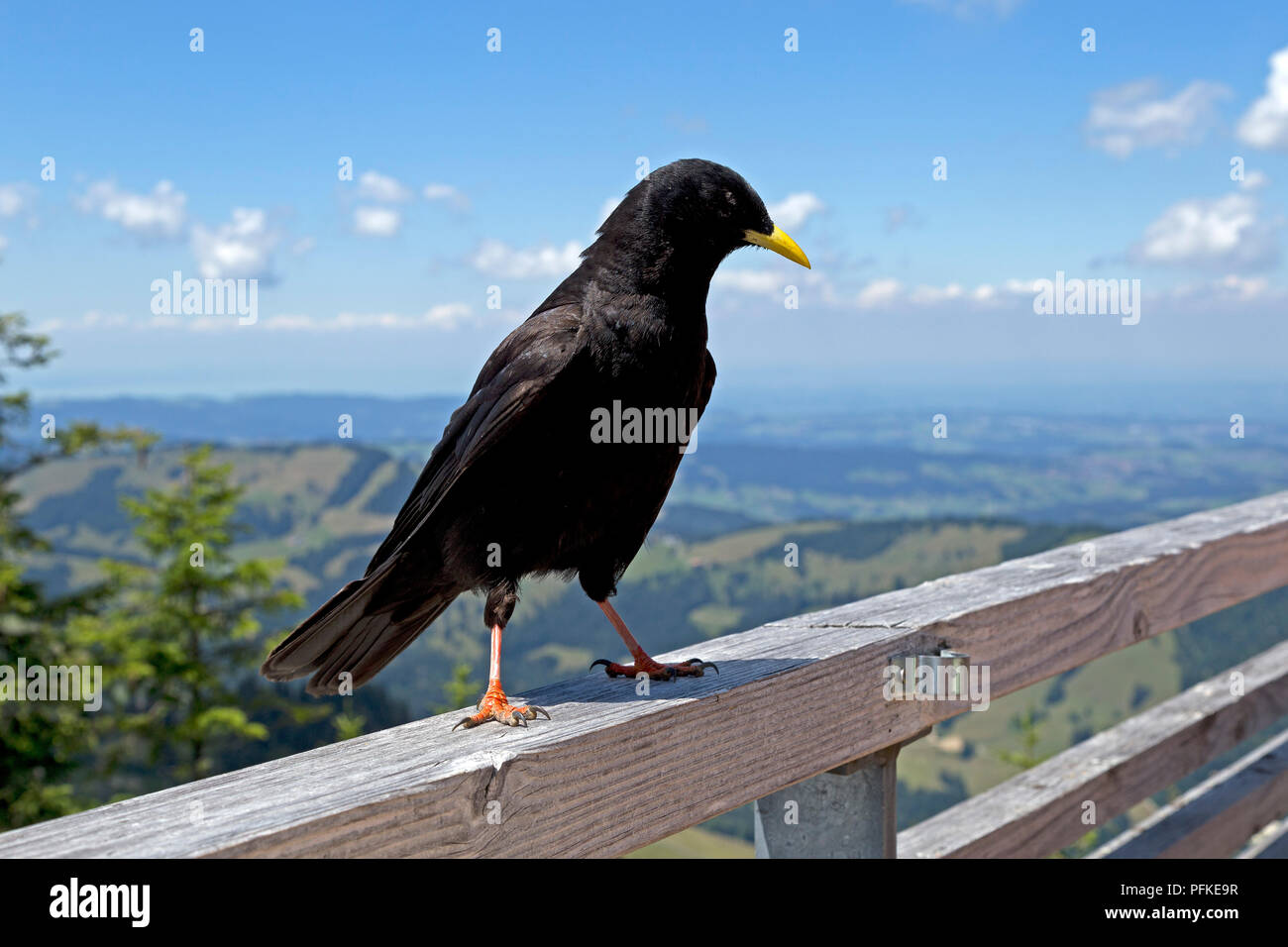 alpine chough at mountain restaurant of Hochgrat cable car, Steibis ...