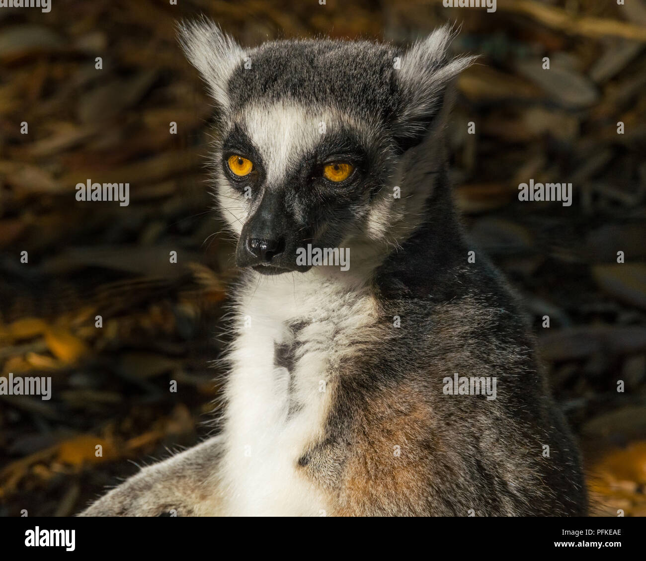 Calm and Collected Ring-tailed Lemur Stock Photo - Alamy