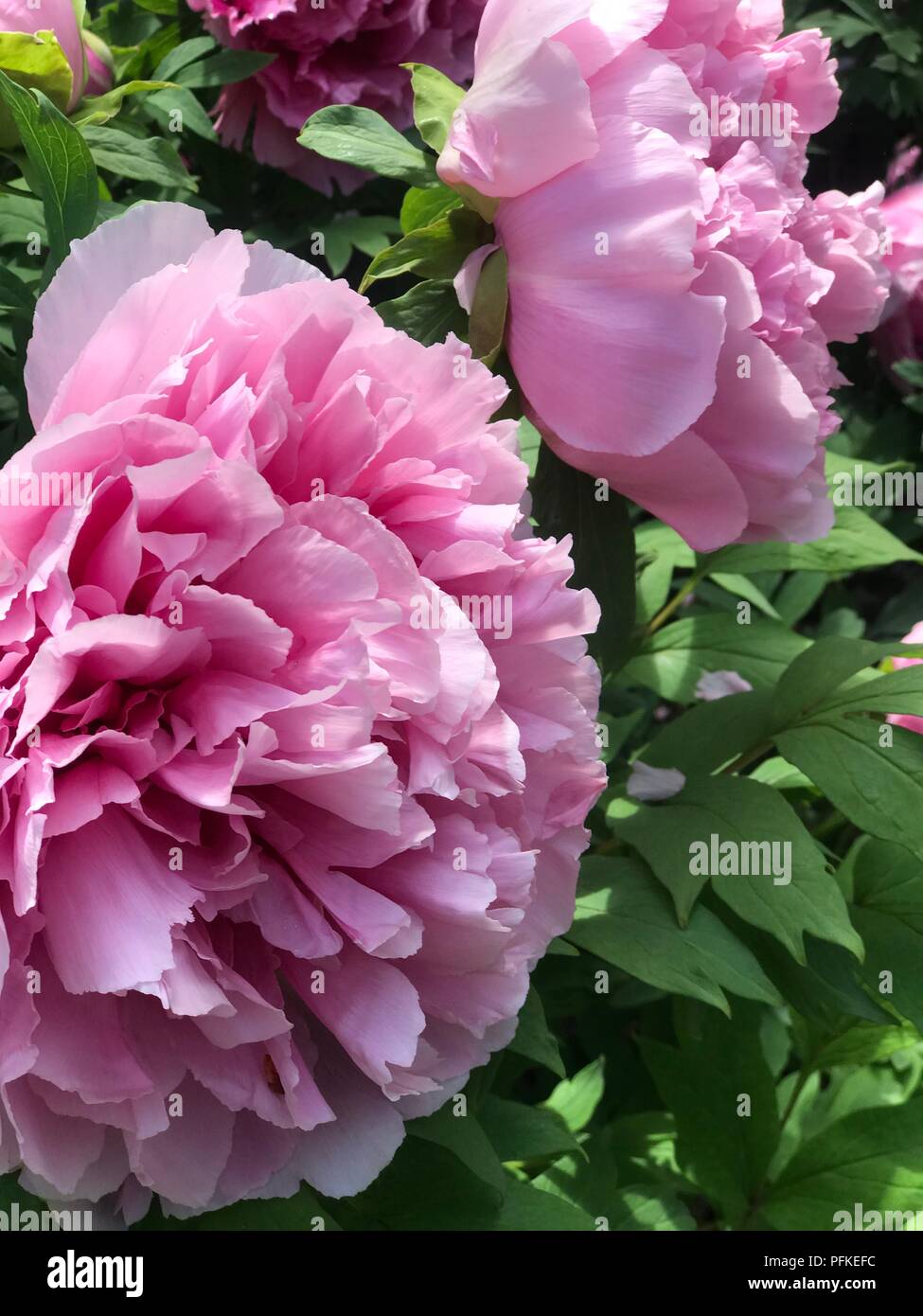 Brooklyn Botanic Garden on a Spring day, New York City, USA Stock Photo ...