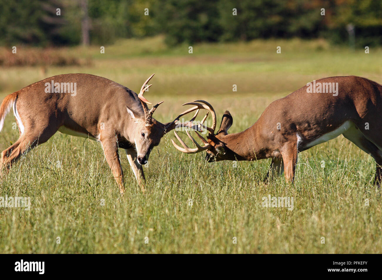 White Tailed Deer Buck Fighting
