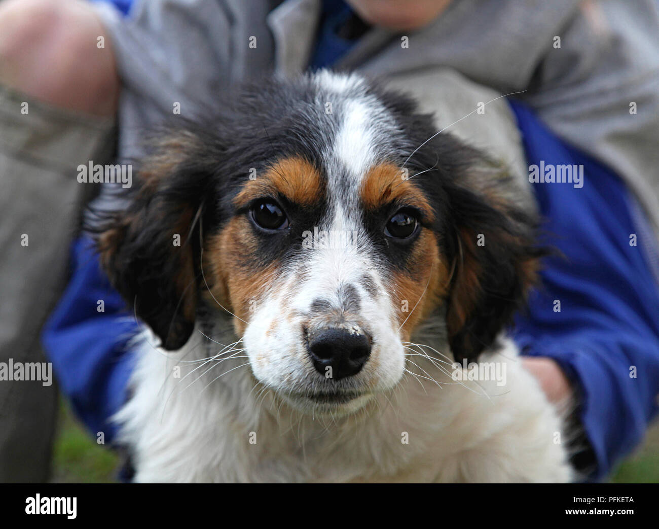 Adopted rescued adorable mixed breed puppy dog Stock Photo - Alamy