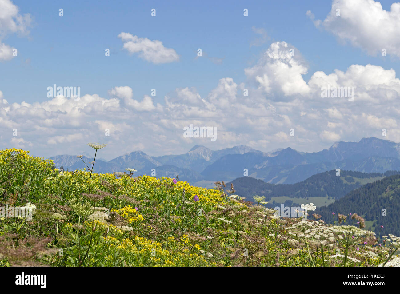 view South-East from Hochgrat summit near Steibis, Allgaeu, Bavaria ...