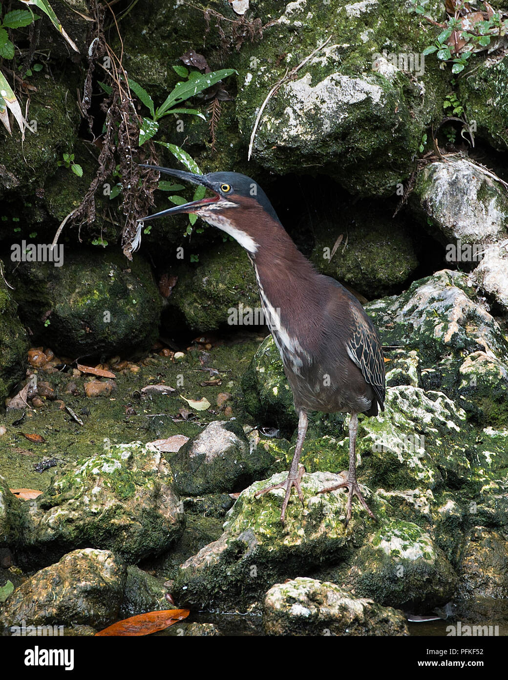 Green Heron Neck Gif