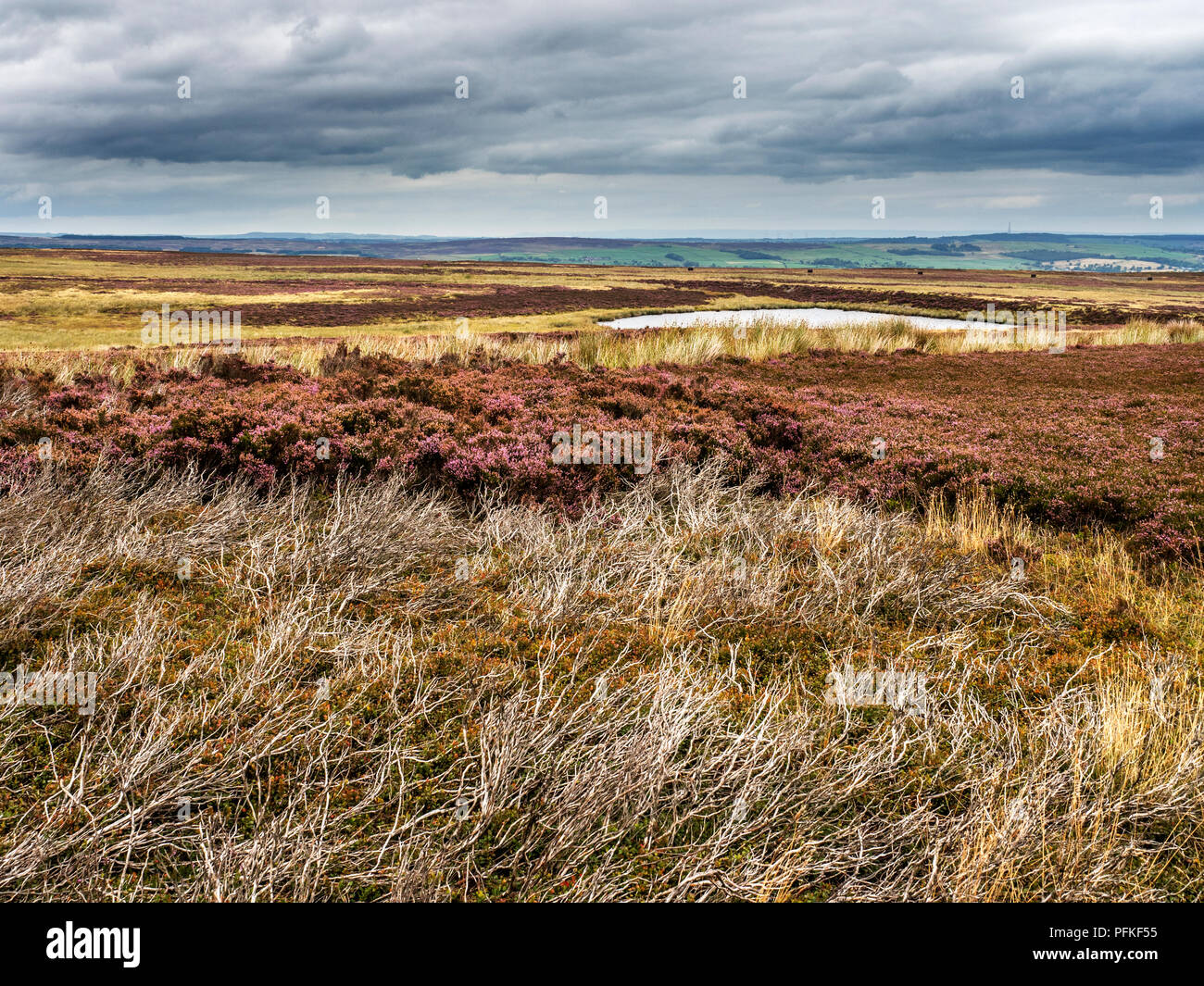 Heather Bloom Ilkley Moor High Resolution Stock Photography and Images ...