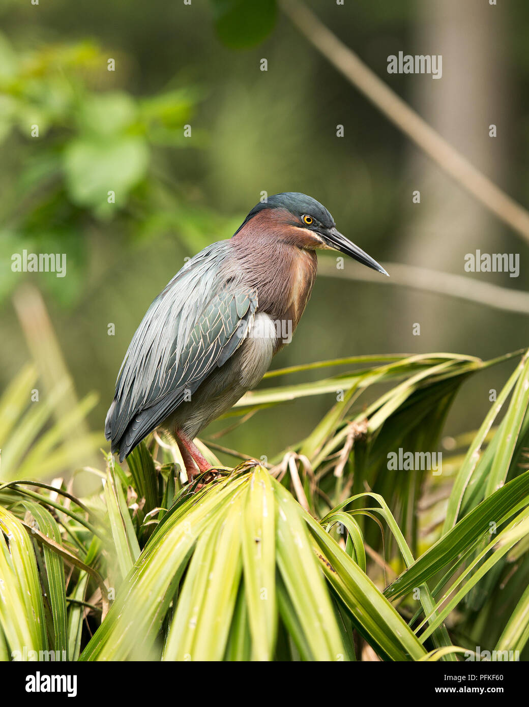 Green heron birds photo hi-res stock photography and images - Alamy