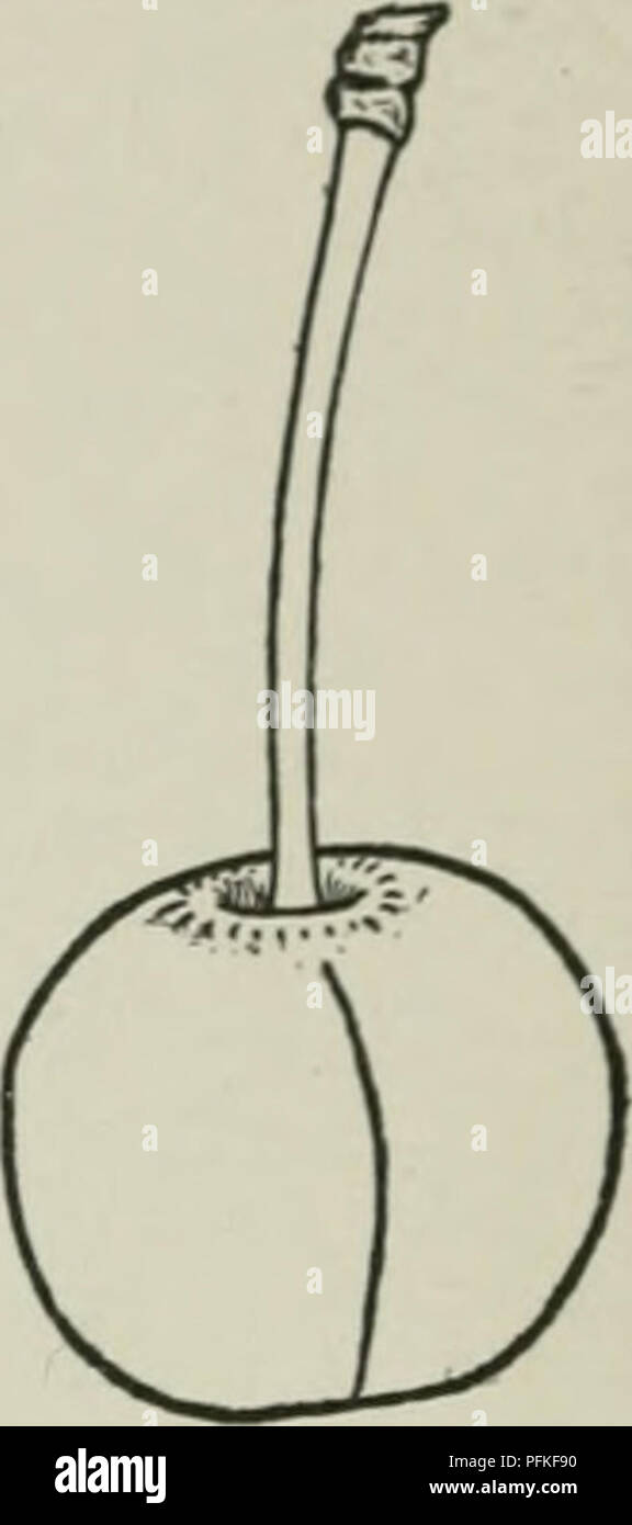 This comprehensive guide covers the cultivation and characteristics of ...