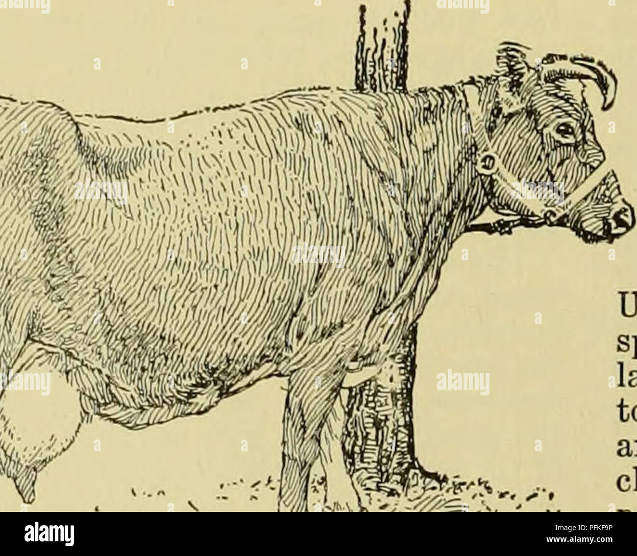 Channel island cow breed hi-res stock photography and images - Alamy