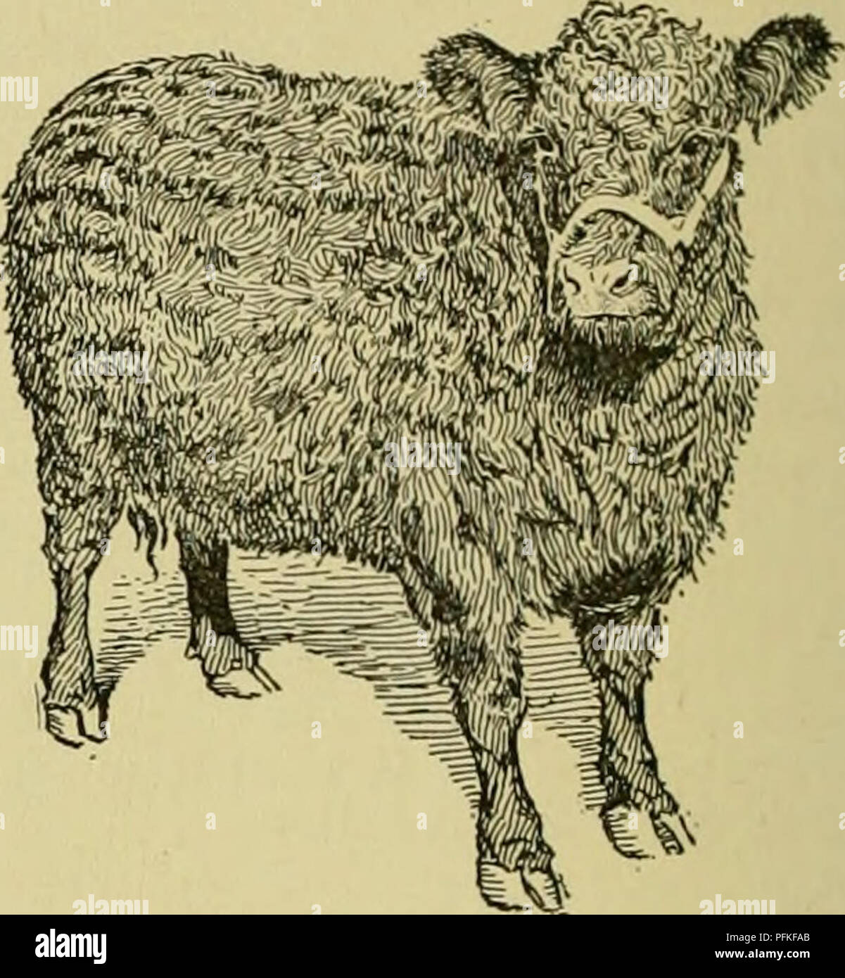 This entry from the *Cyclopedia of Farm Animals* describes the ...