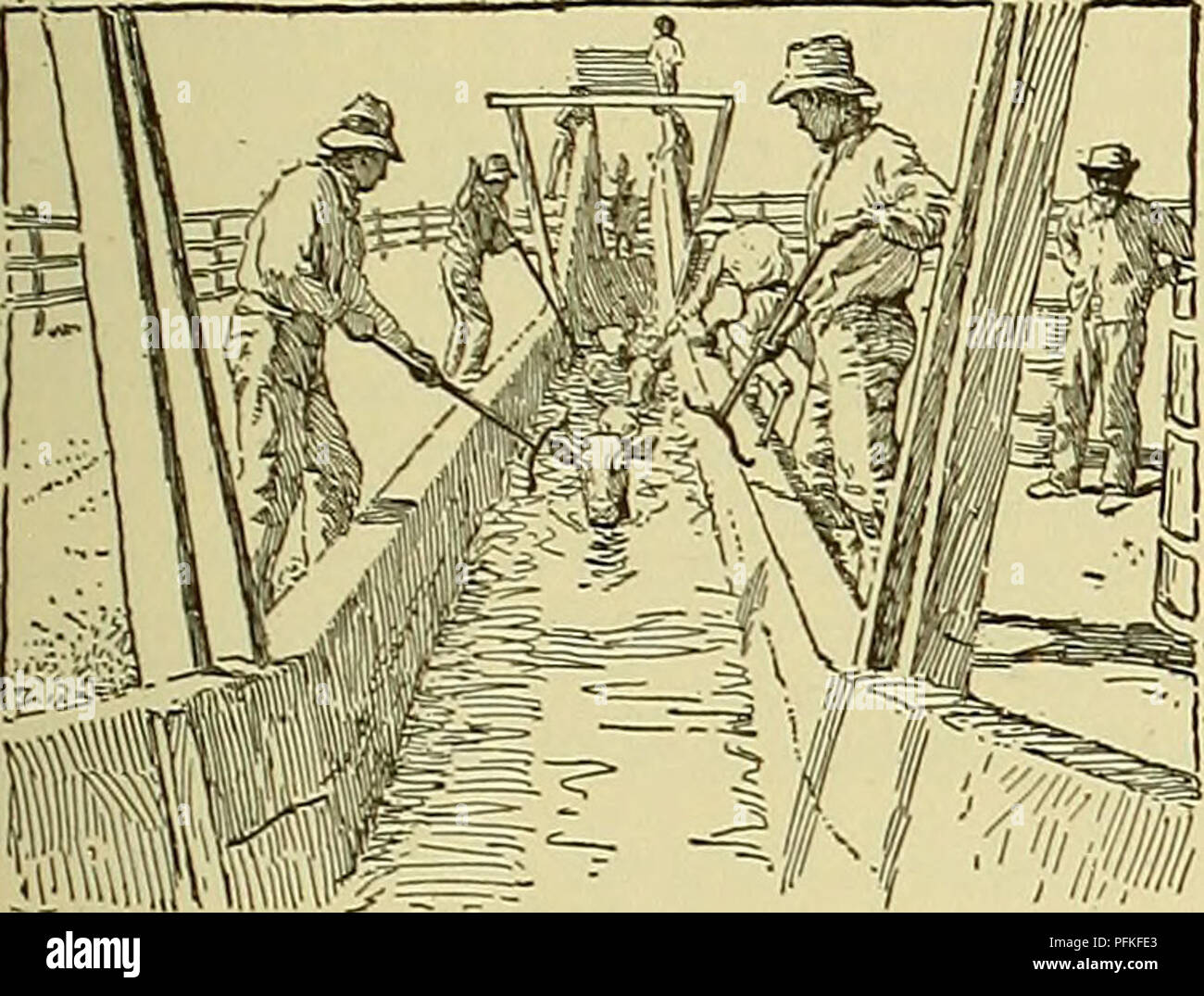 A large dipping-vat for cattle treatment, as shown in Farmer's Bulletin ...