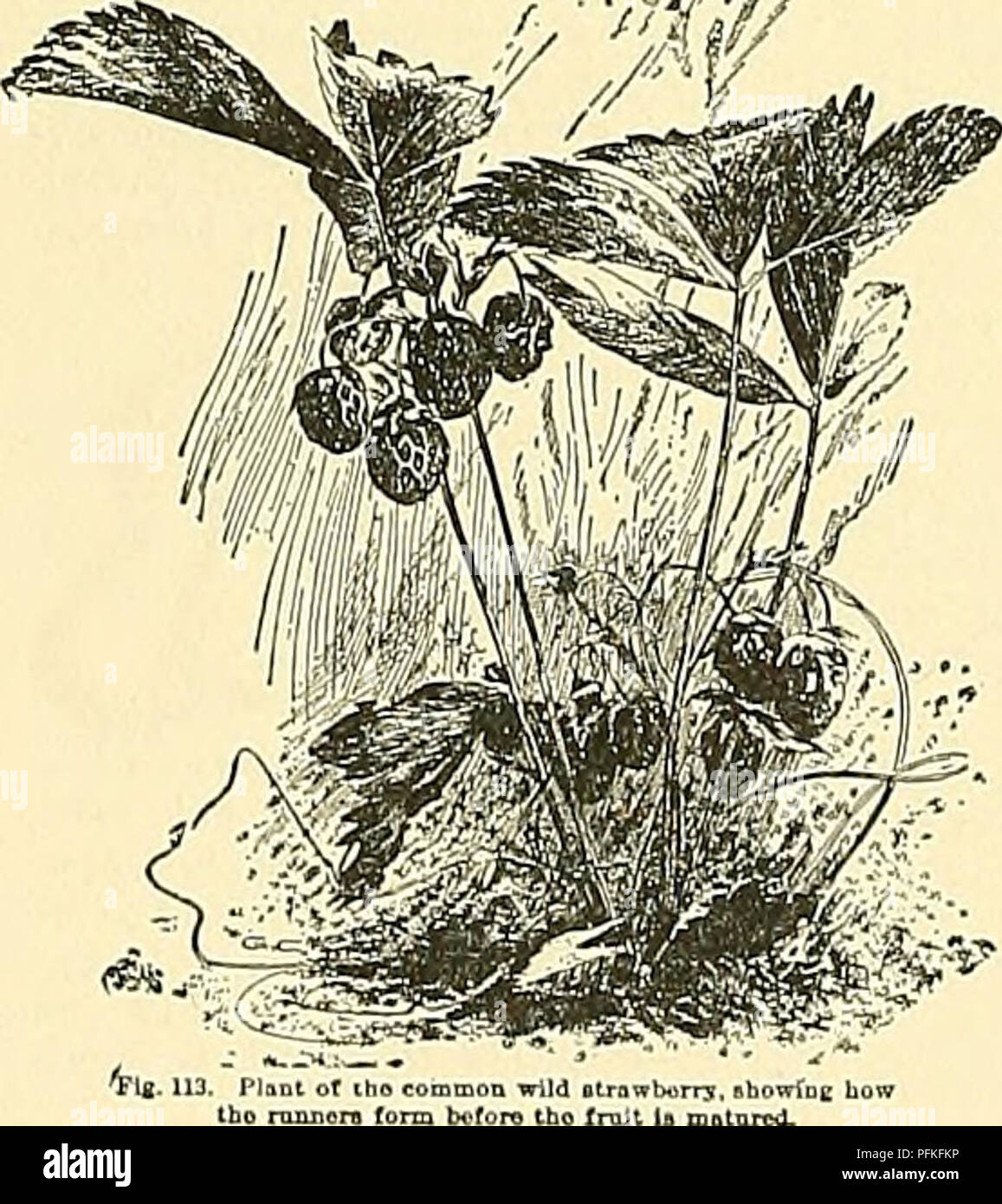 North american origin native hi-res stock photography and images - Alamy