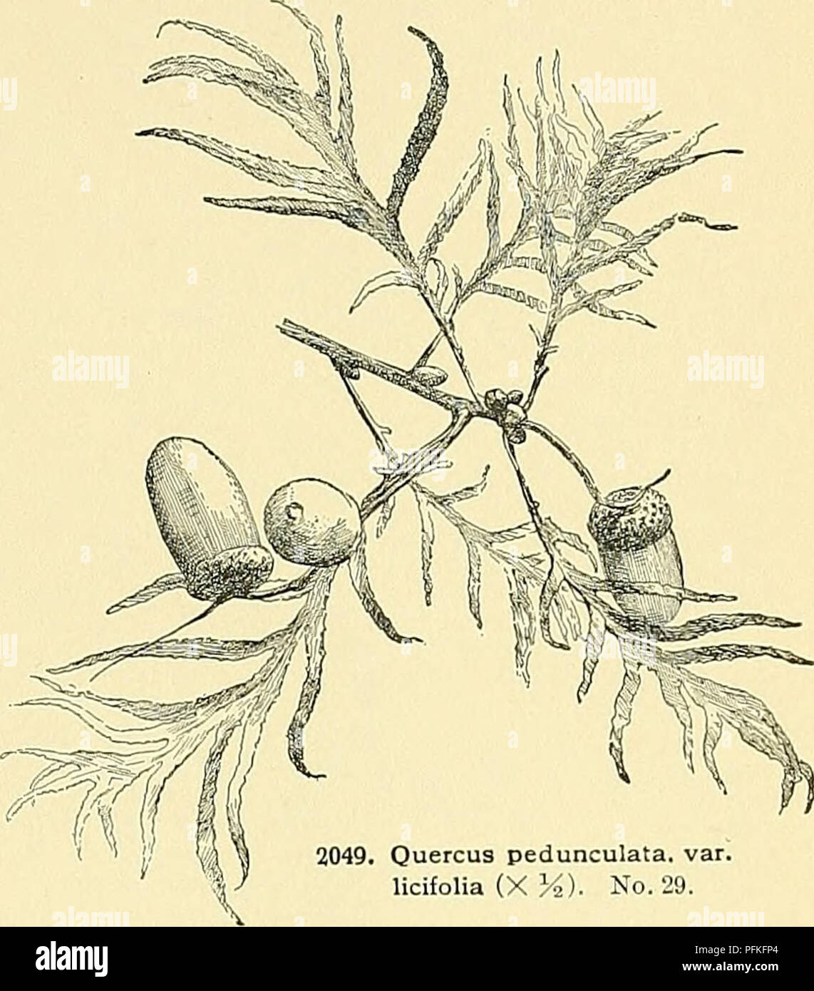 The Cyclopedia of American Horticulture offers detailed cultivation ...