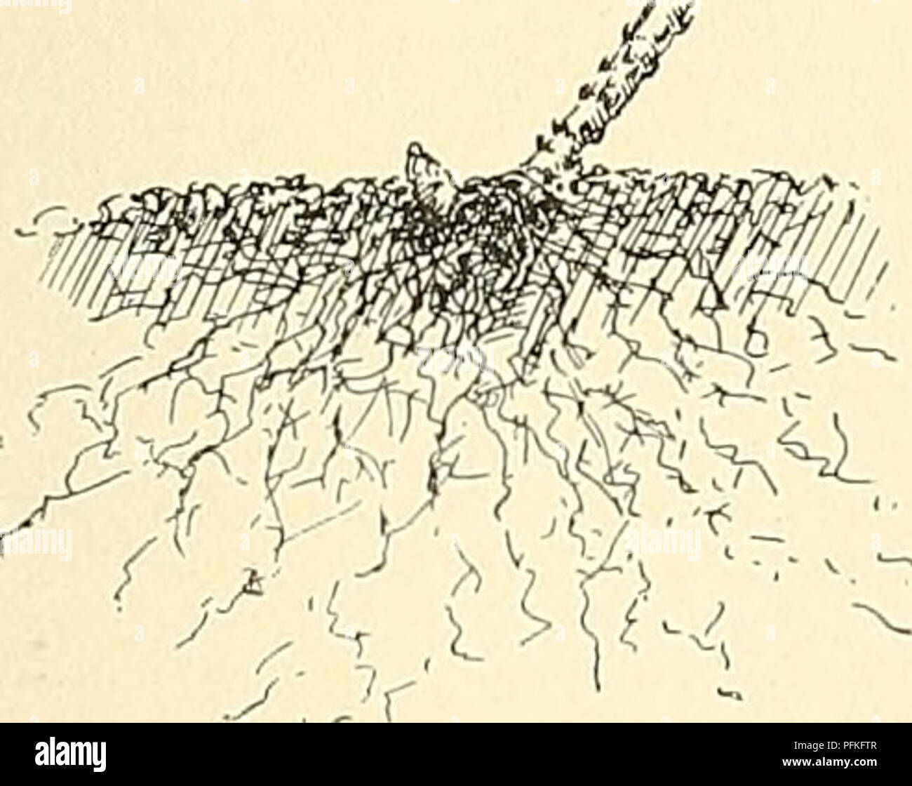 Rubus neglectus hi-res stock photography and images - Alamy