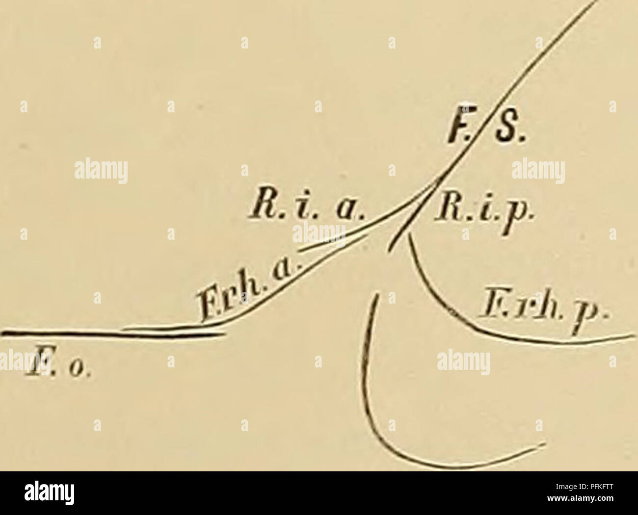 This scientific paper from the Medicinisch-Naturwissenschaftlichen ...