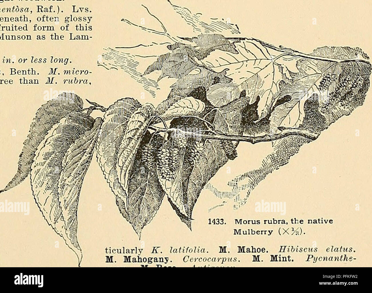 Morus multicaulis hi-res stock photography and images - Alamy
