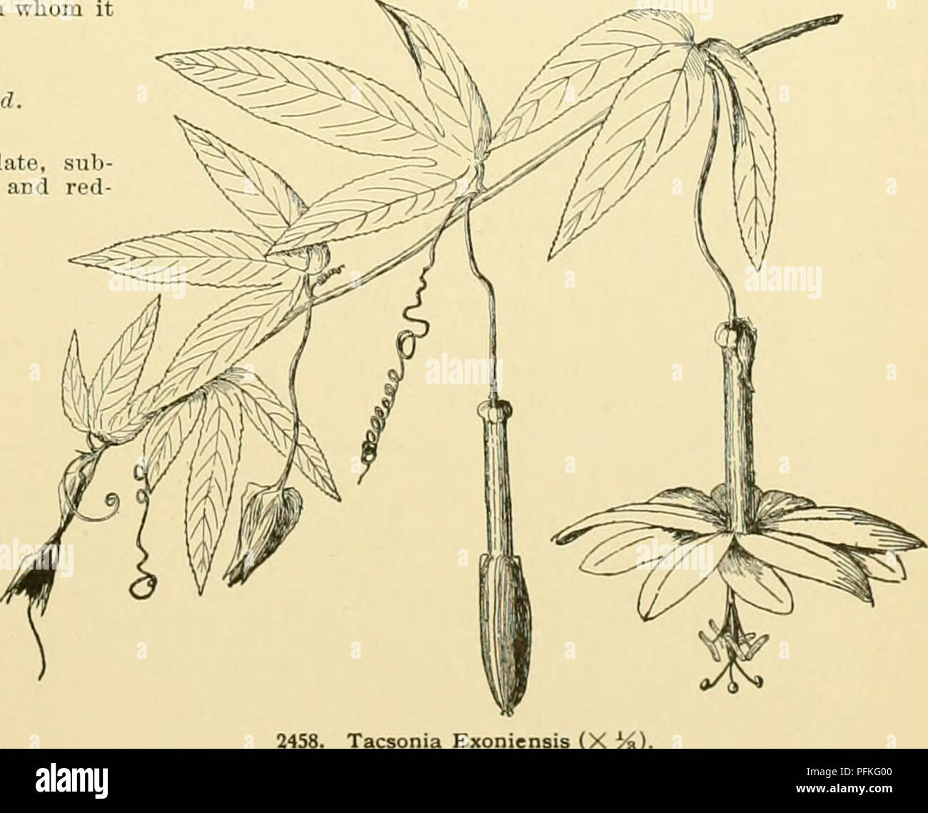 This encyclopedia provides descriptions of horticultural plants such as ...