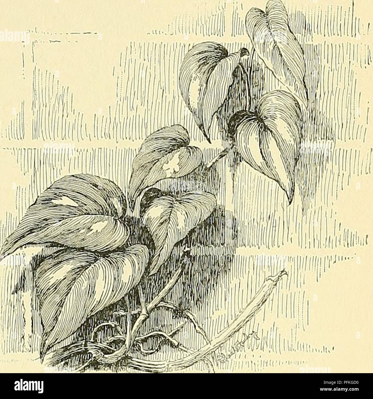 Distichous hi-res stock photography and images - Alamy