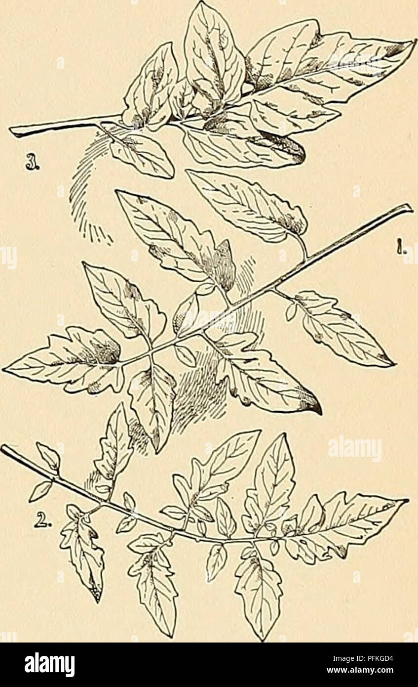 3 tomato plants hi-res stock photography and images - Alamy