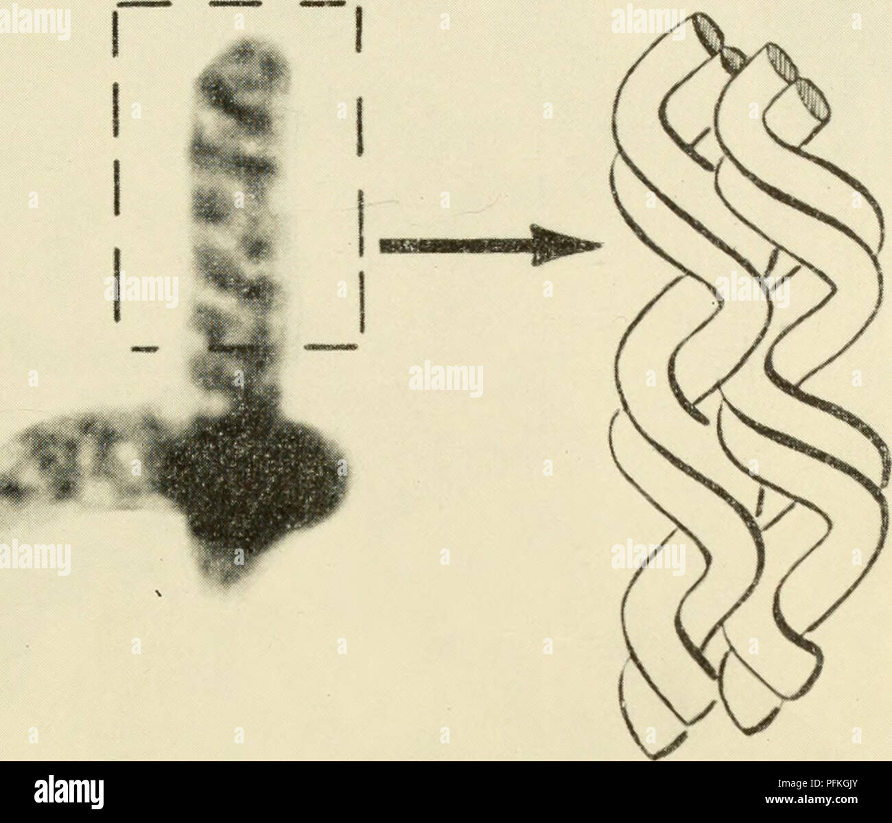 A relational coil in cytology refers to chromosomes coiling along their ...
