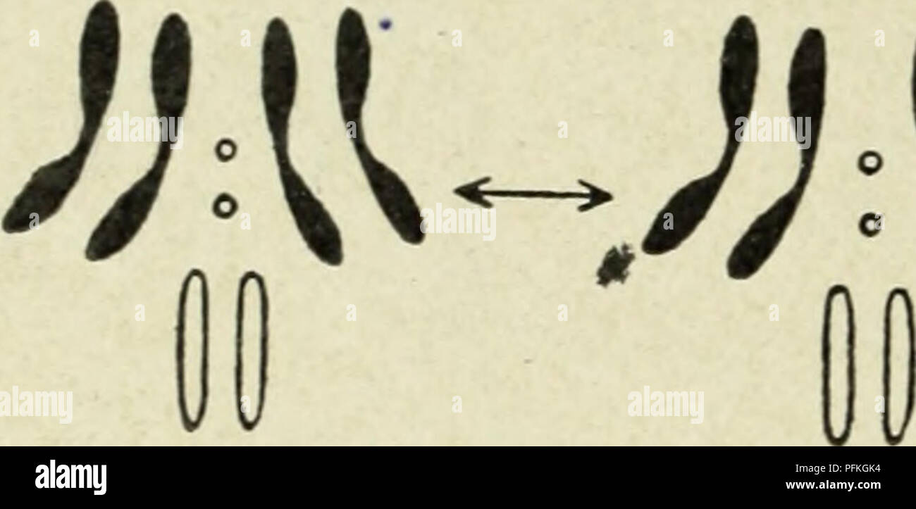 Bivalent chromosomes hi-res stock photography and images - Alamy