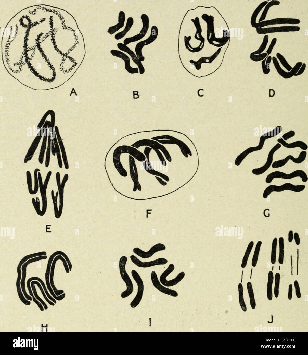 Homologous chromosome hi-res stock photography and images - Alamy