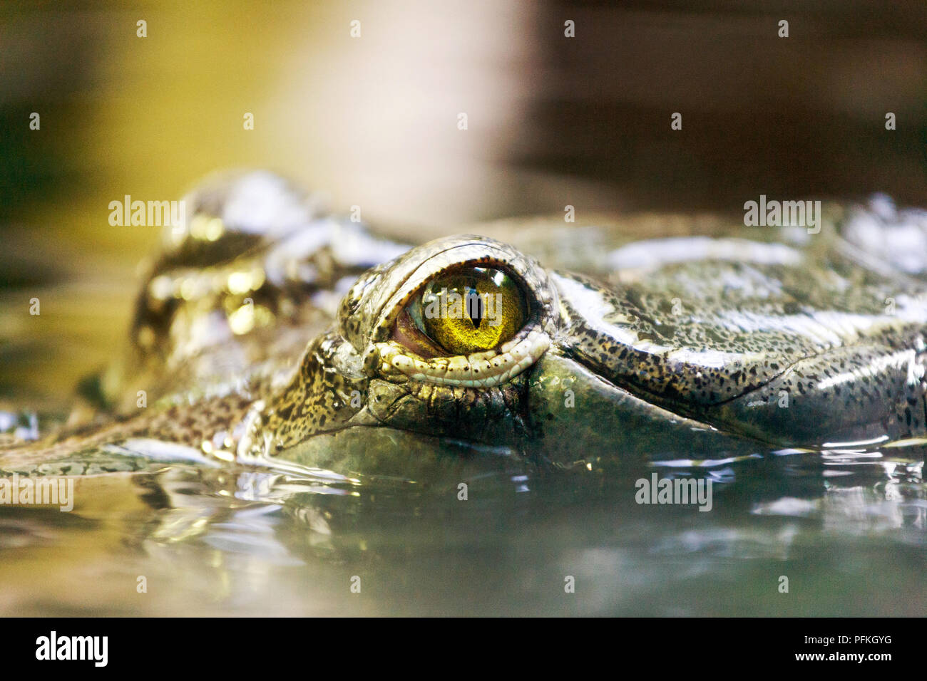 Gavial indicky hi-res stock photography and images - Alamy